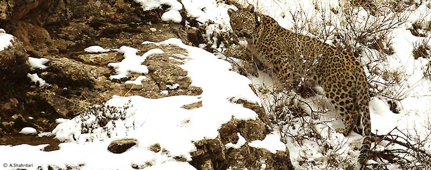 Persian leopard Iran - Iranian Cheetah Society
